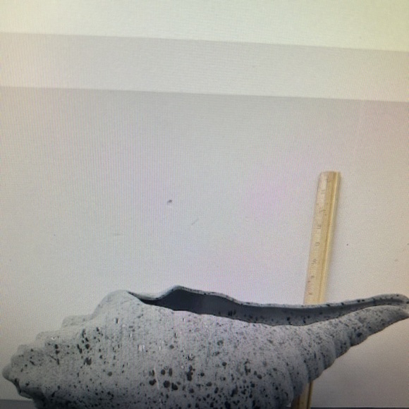 Pottery Barn | Accents | Pottery Barn Large Conch Shell Nwt | Poshmark